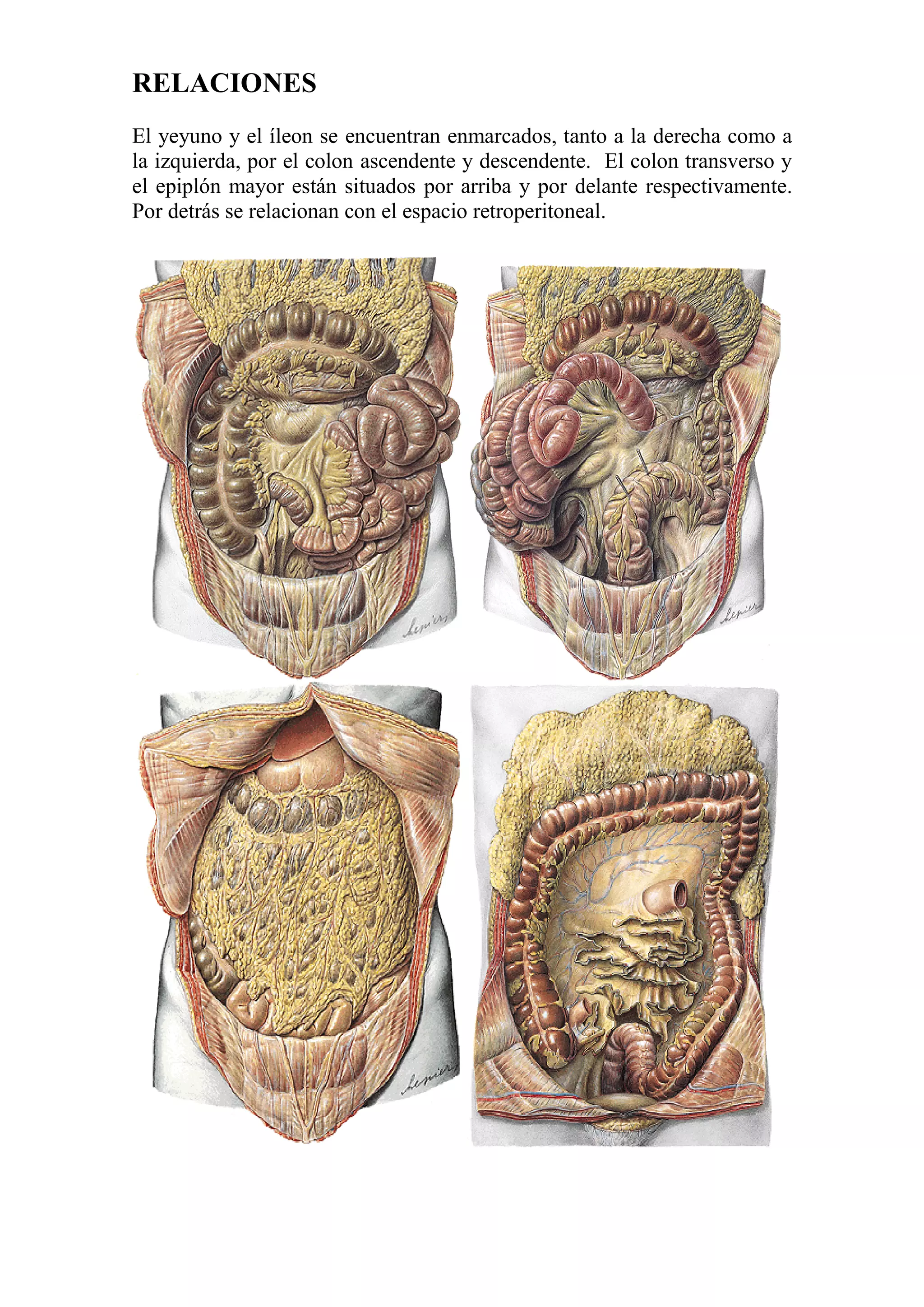 Anatomía y fisiología abdomen (I). Estómago, duodeno, intestino delgado ...