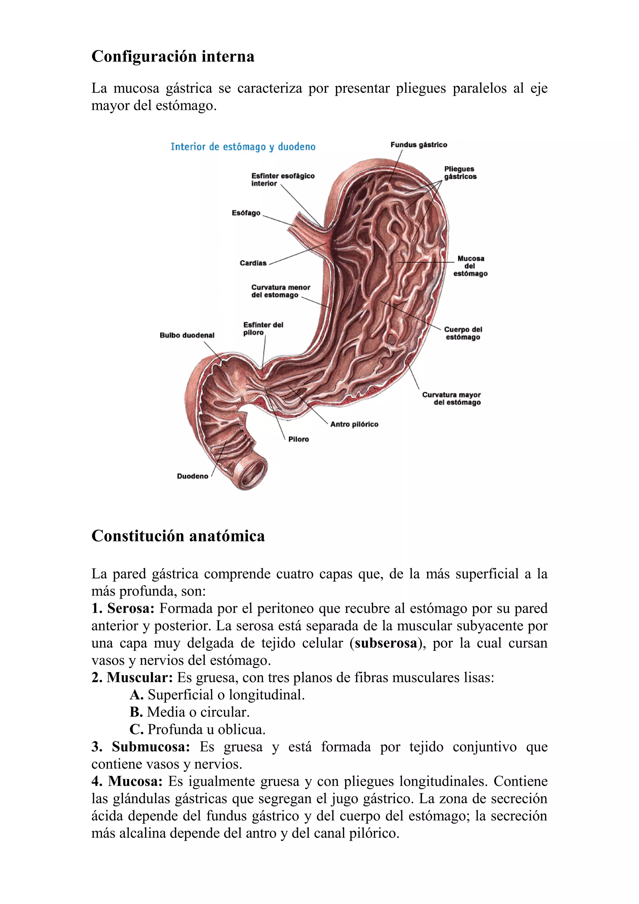 Anatomía y fisiología abdomen (I). Estómago, duodeno, intestino delgado ...