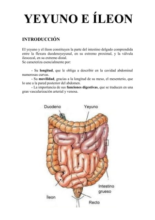 Anatomía y fisiología abdomen (I). Estómago, duodeno, intestino delgado ...