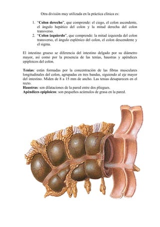 Anatomía y fisiología abdomen (I). Estómago, duodeno, intestino delgado ...