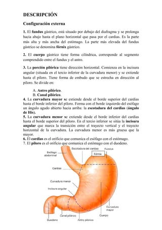 Anatomía y fisiología abdomen (I). Estómago, duodeno, intestino delgado ...