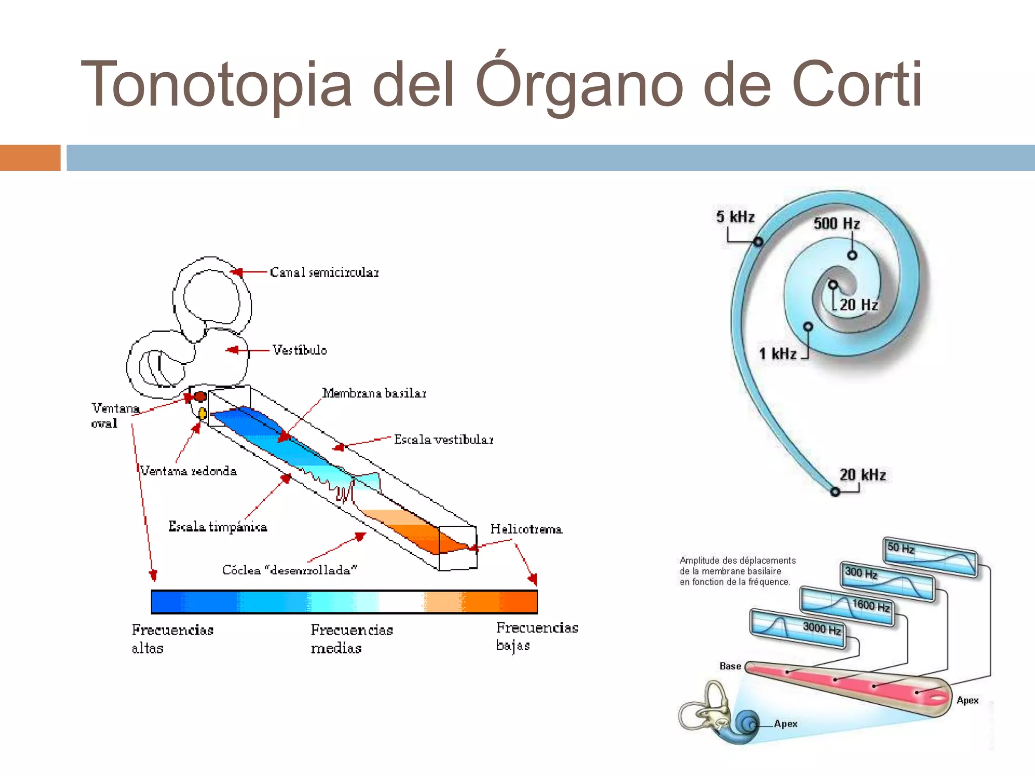Anatomía y fisiología coclear
