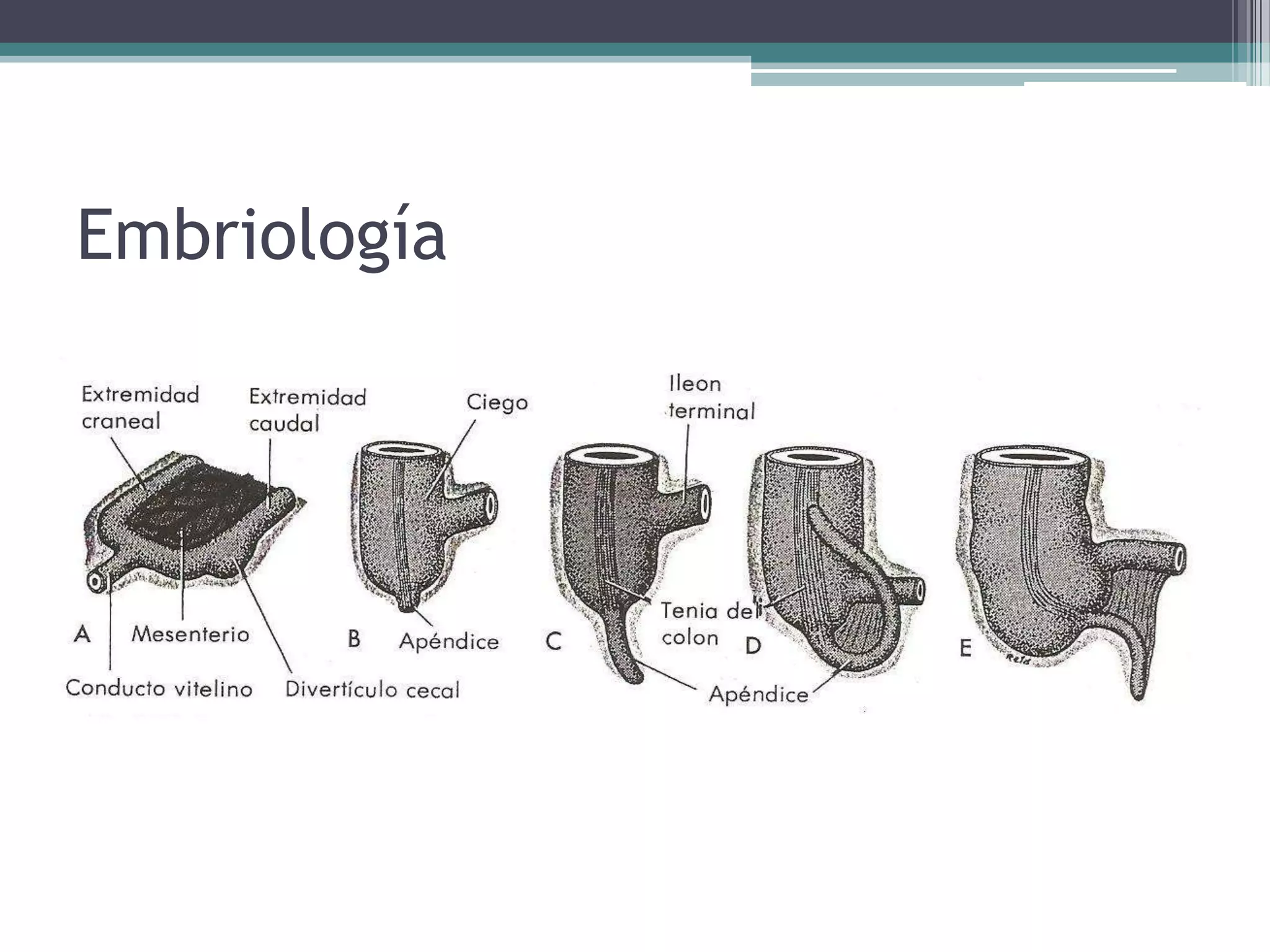 Anatomía y fisiología de colon | PPTX