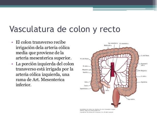 Vasa Recta Colon