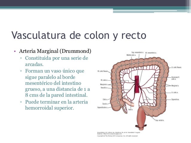 Anatomía y fisiología de colon