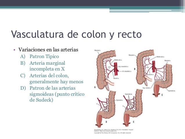 Anatomía y fisiología de colon