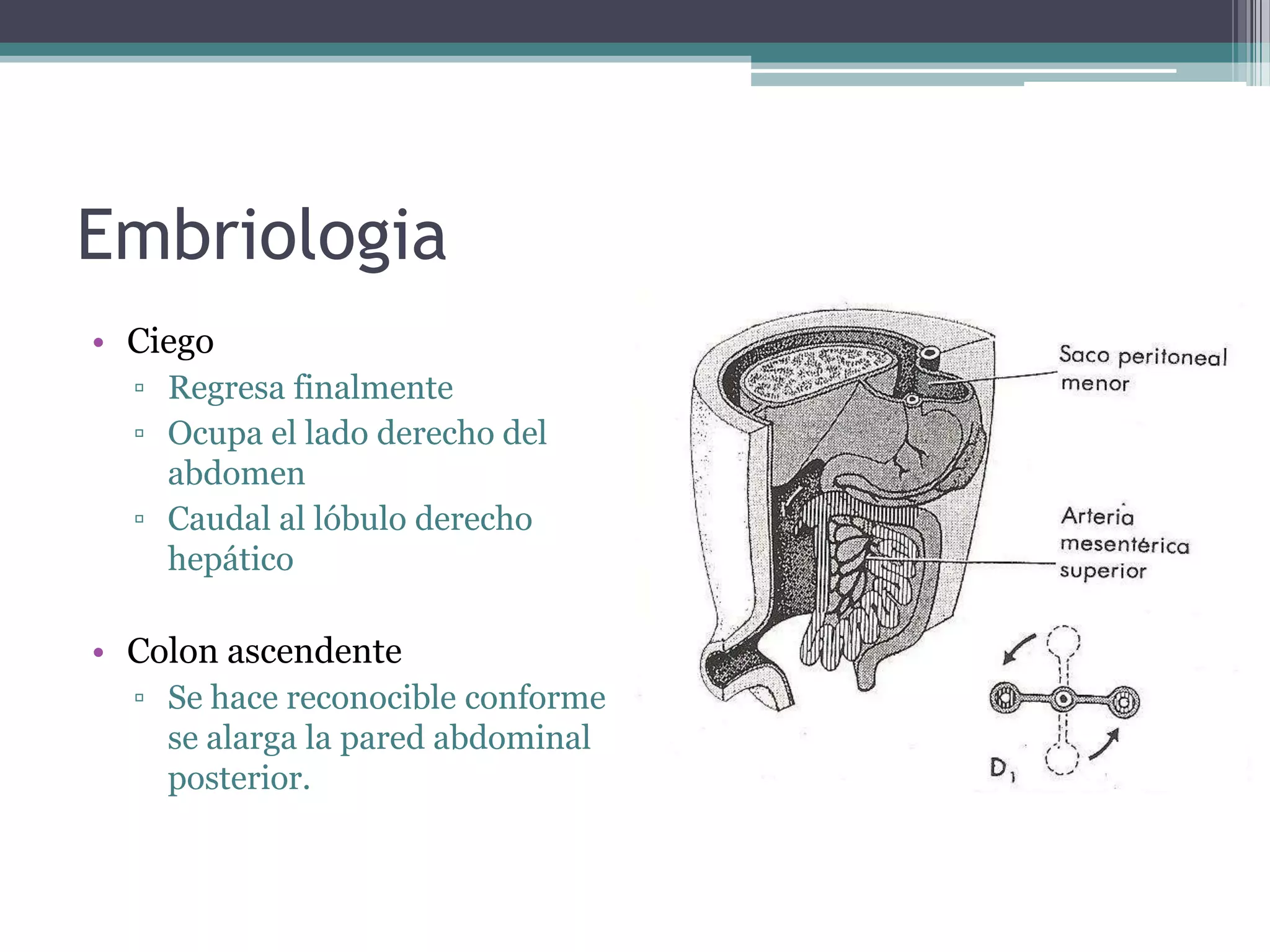Anatomía y fisiología de colon | PPTX
