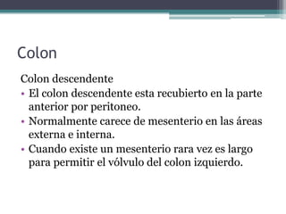 Anatomía y fisiología de colon | PPTX