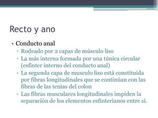 Anatomía y fisiología de colon | PPTX