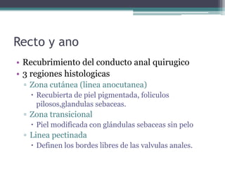 Anatomía y fisiología de colon | PPTX