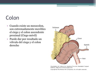 Anatomía y fisiología de colon | PPTX