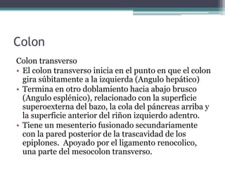 Anatomía y fisiología de colon | PPTX