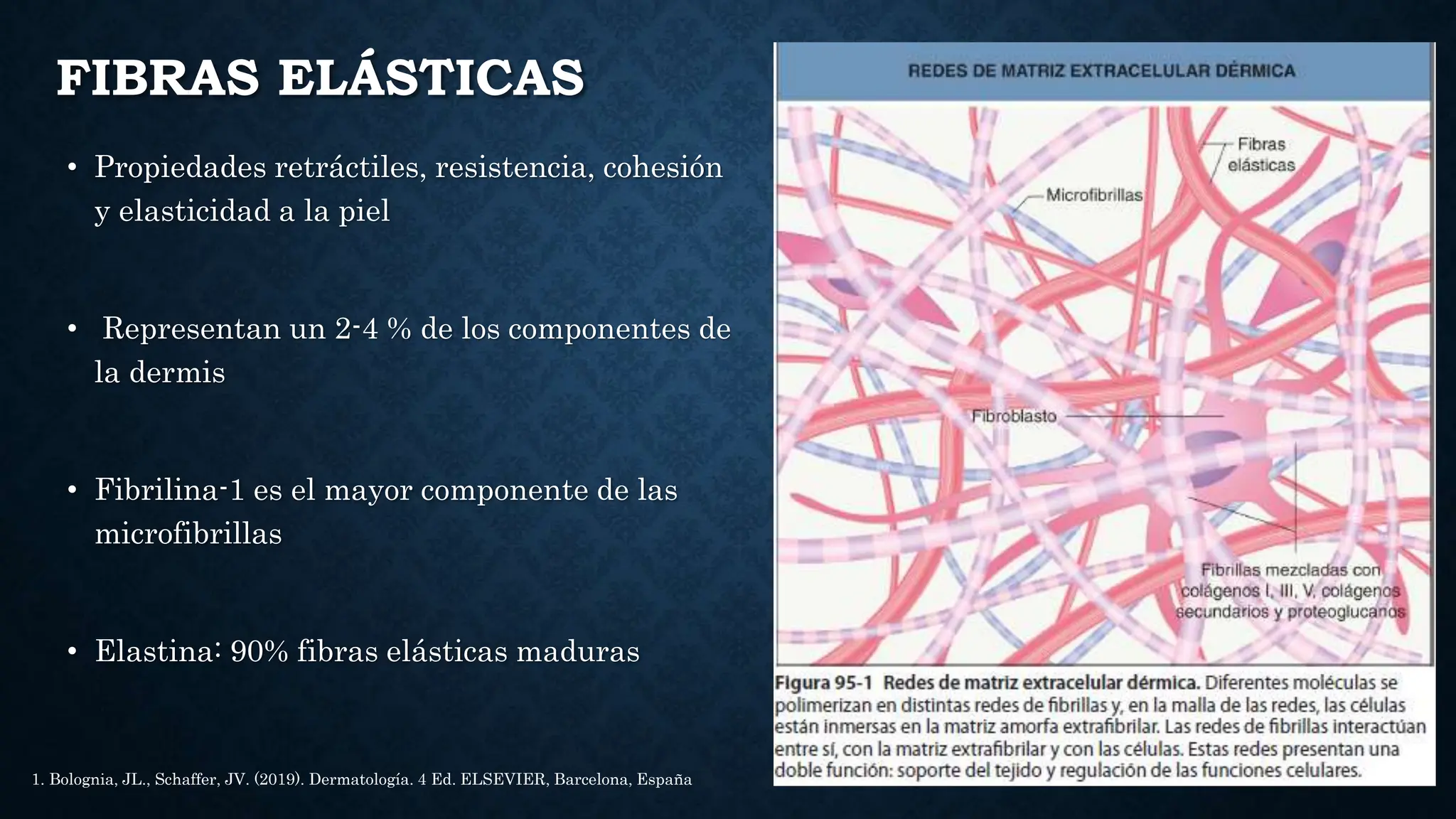 Anatomía y fisiología de dermis y tejido celular subcutáneo.pptx | Skin ...
