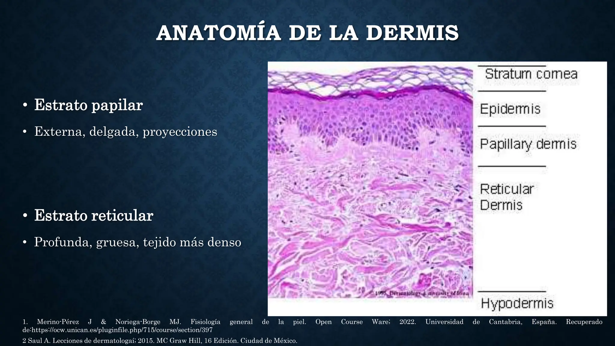 Anatomía y fisiología de dermis y tejido celular subcutáneo.pptx | Skin ...
