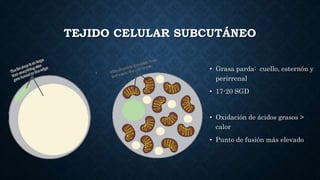 Anatomía y fisiología de dermis y tejido celular subcutáneo.pptx