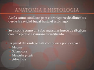 Anatomía y fisiología de esófago | PPTX