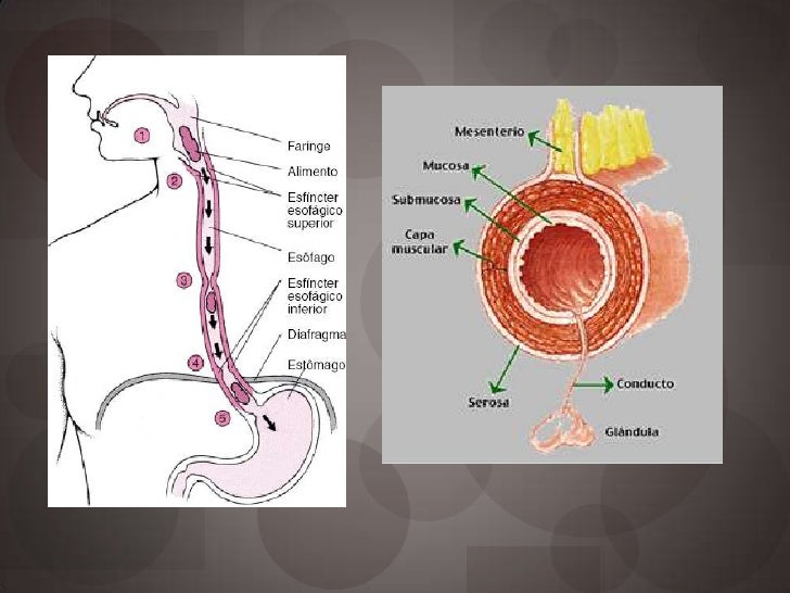Anatomía y fisiología de esófago