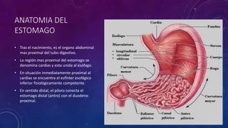 Anatomía y fisiología de estomago | PPTX