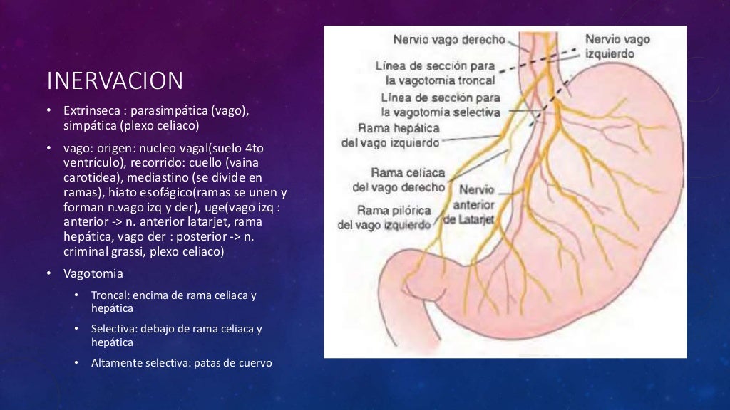 Anatomía y fisiología de estomago