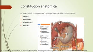Anatomía y fisiología de estomago | PPTX