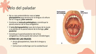 Anatomía y fisiología de faringe.pptx