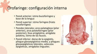 Anatomía y fisiología de faringe.pptx