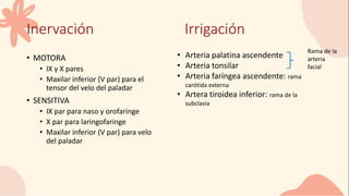 Anatomía y fisiología de faringe.pptx