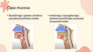 Anatomía y fisiología de faringe.pptx
