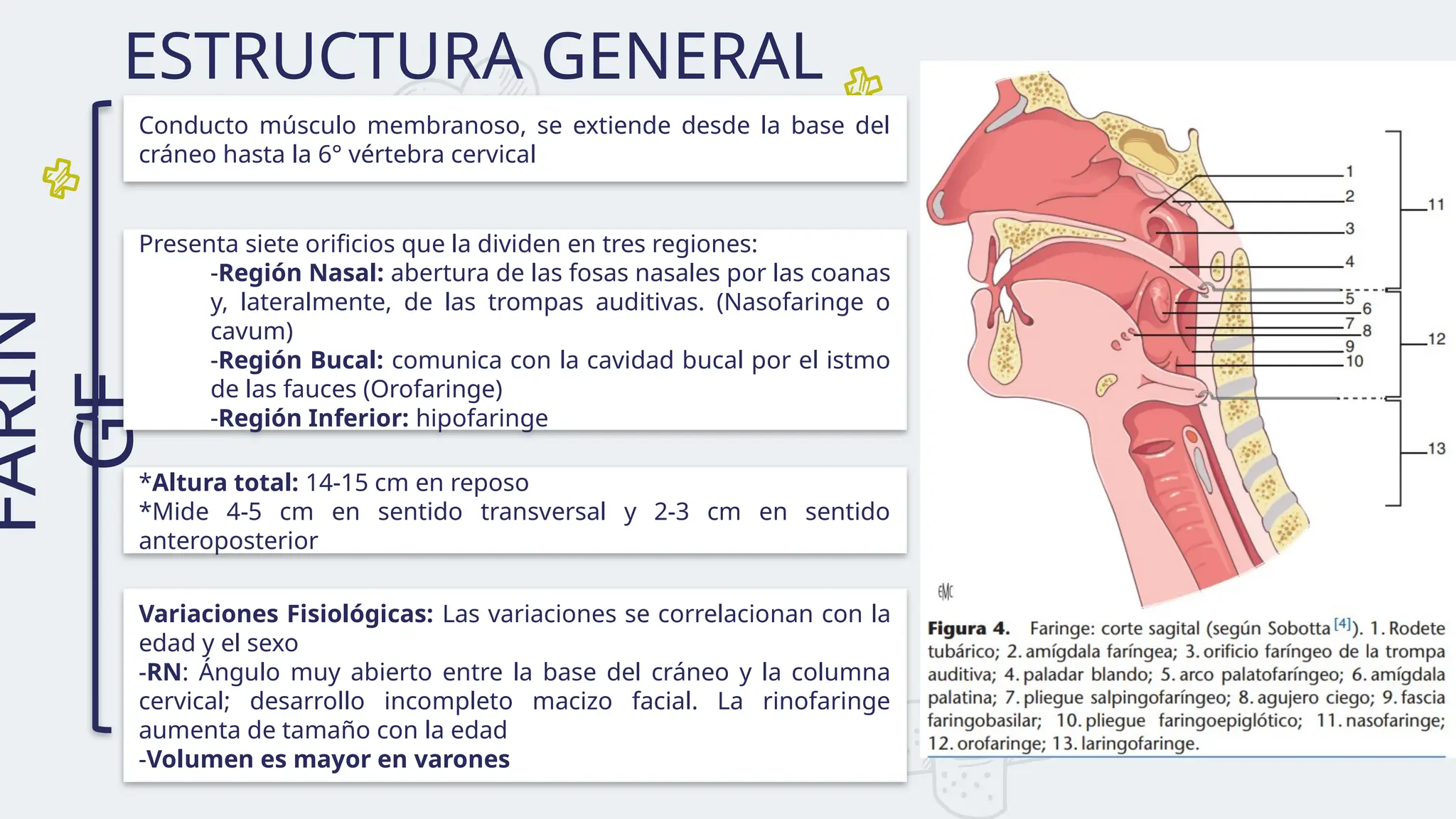 Anatomía y Fisiología de Faringe optimiz | PPTX