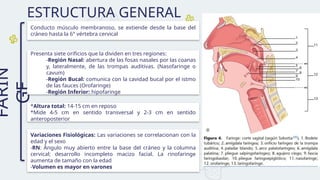 Anatomía y Fisiología de Faringe optimiz | PPTX