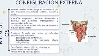Anatomía y Fisiología de Faringe optimiz | PPTX