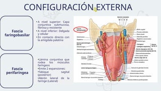Anatomía y Fisiología de Faringe optimiz | PPTX