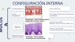 Anatomía y Fisiología de Faringe optimiz | PPTX