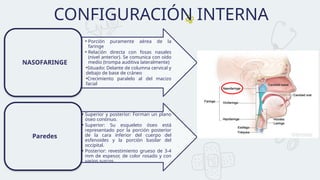 Anatomía y Fisiología de Faringe optimiz | PPTX