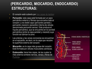 Anatomía y fisiología del corazon | PPTX