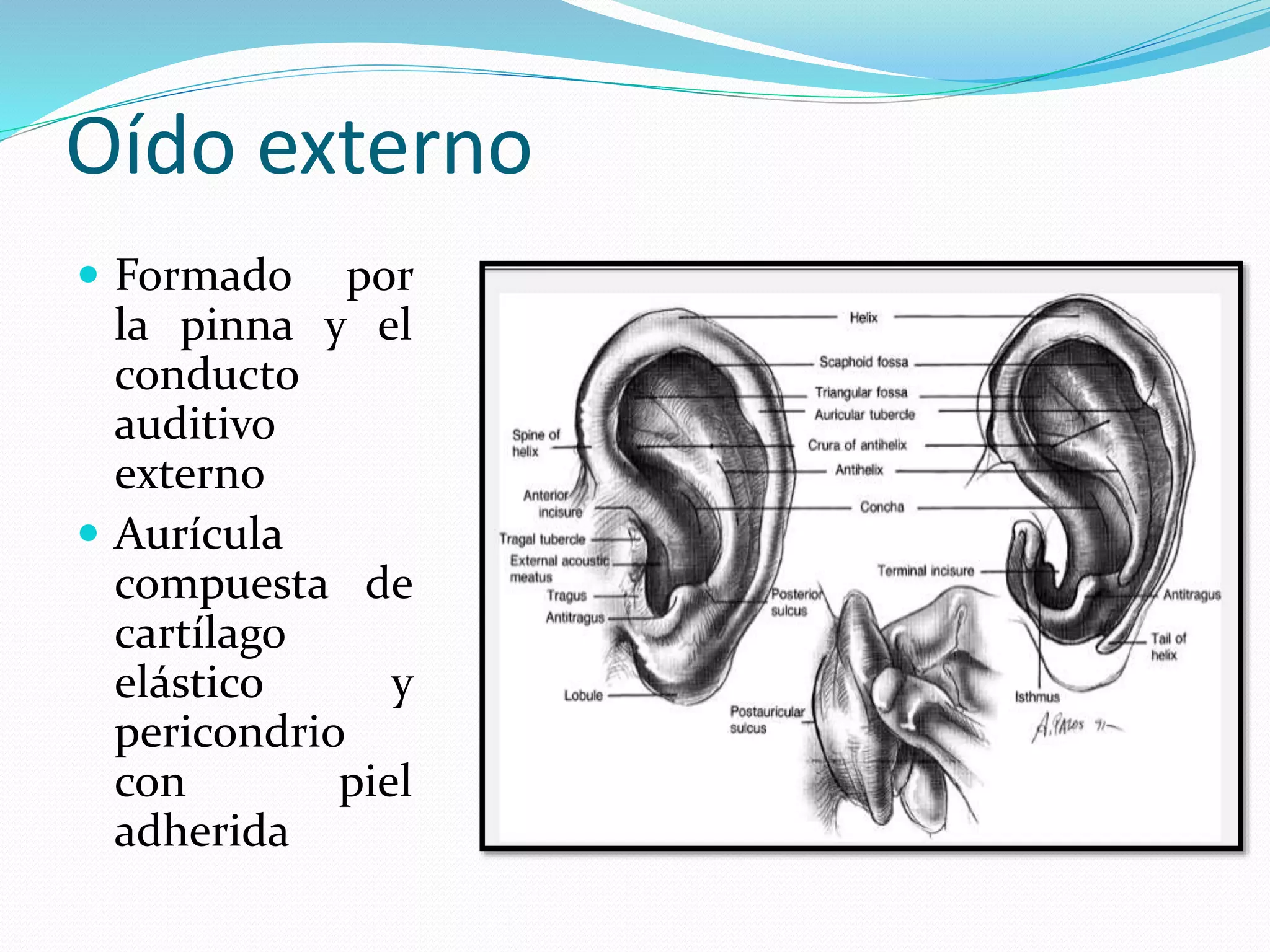 Anatomía y fisiología de la audición | PPTX
