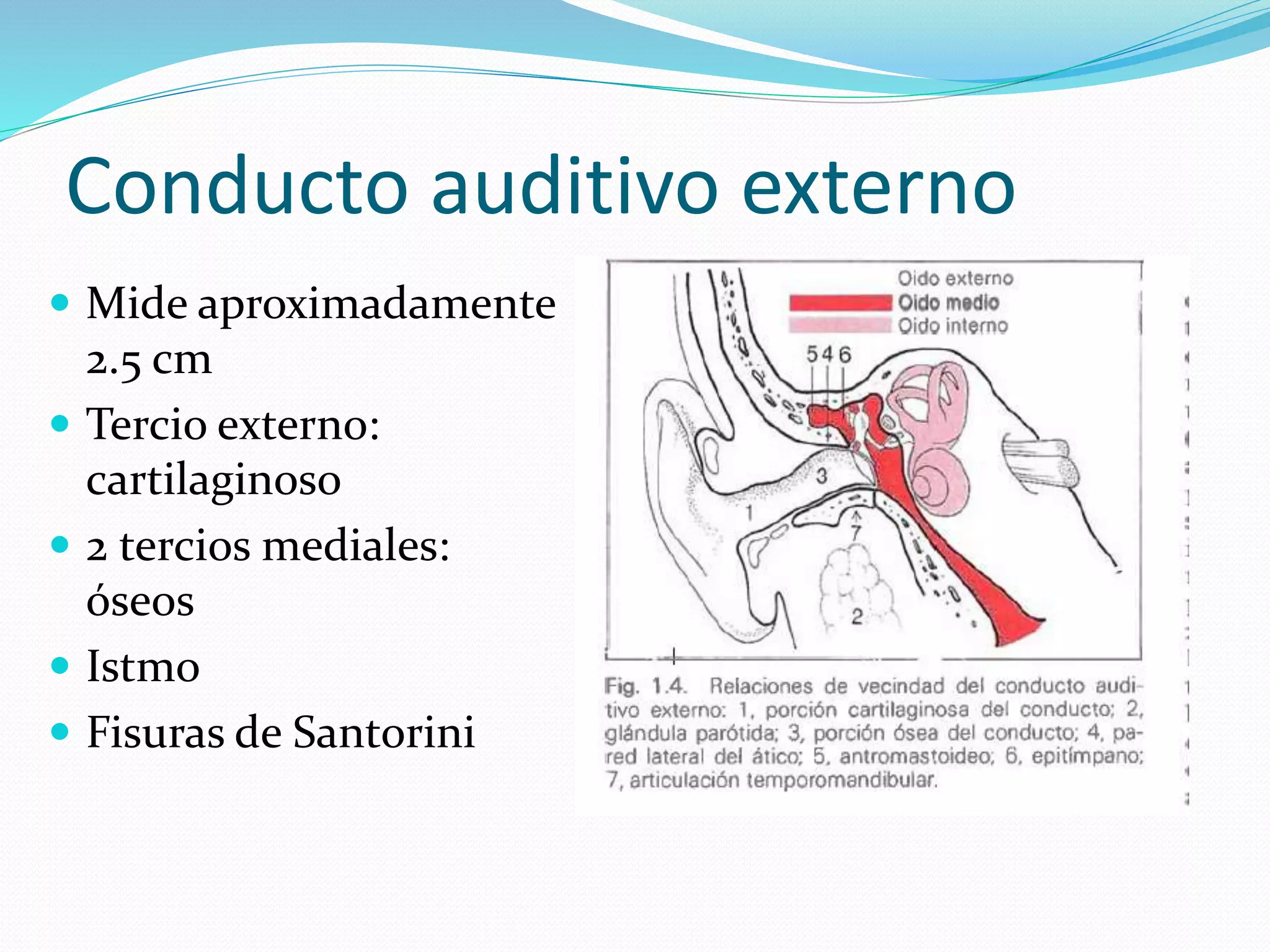 Anatomía y fisiología de la audición | PPTX