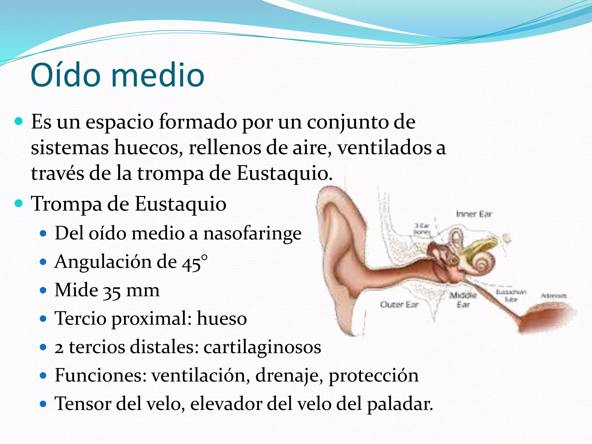 Anatomía y fisiología de la audición | PPTX