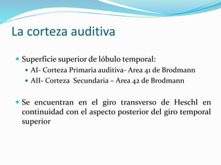 Anatomía y fisiología de la audición | PPTX