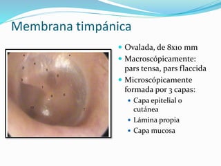 Anatomía y fisiología de la audición | PPTX