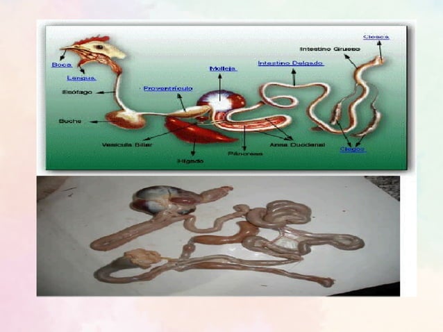 ANATOMÍA Y FISIOLOGÍA DE LA GALLINA EN PDF | PDF