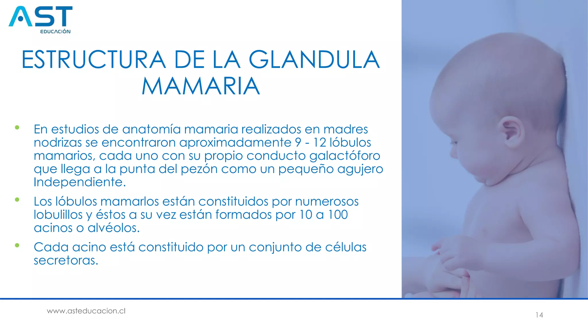 Anatomía y fisiología de la mama.pdf