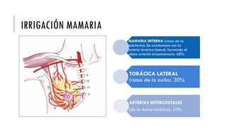 ANATOMÍA Y FISIOLOGÍA DE LA MAMA - MEDICINA HUMANA | PPTX