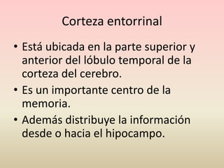 Anatomía y fisiología de la memoria y aprendizaje | PPTX