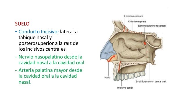 Definicin De Anatoma Y Fisiologa