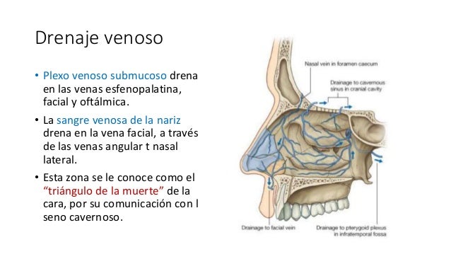 Anatomía, embriología y fisiología de la nariz