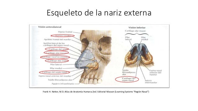 Anatomía, embriología y fisiología de la nariz