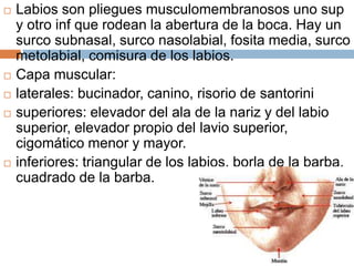 Anatomía y fisiología del aparato digestivo | PPTX