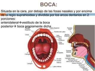 Anatomía y fisiología del aparato digestivo | PPTX