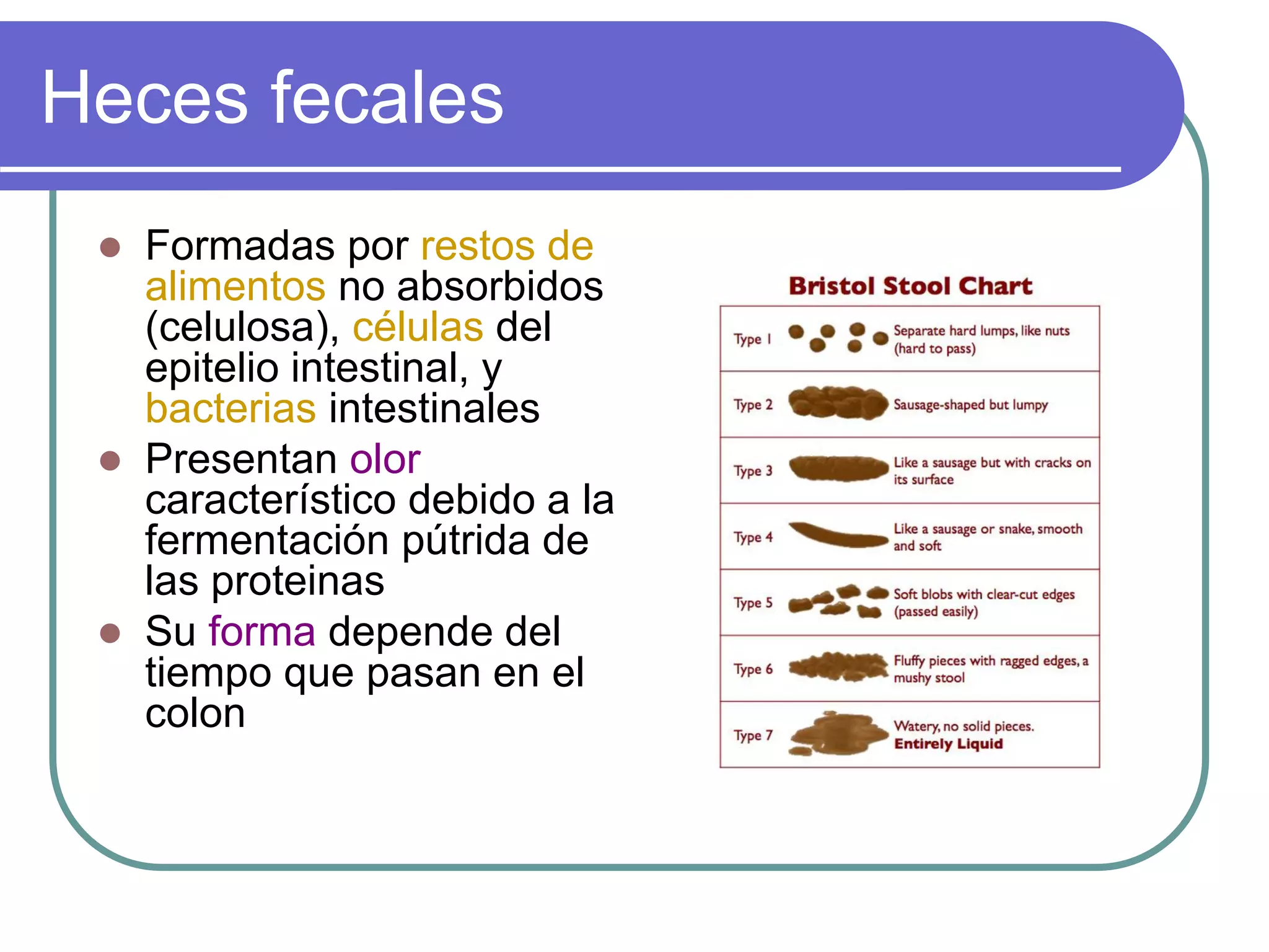 Anatomía y fisiología del Aparato Digestivo.pdf